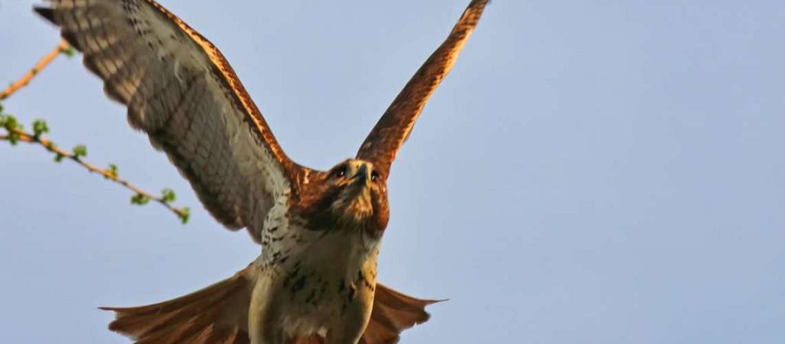 Red-Tailed Hawk Dive-bombed Graduation Party – Golf Tales